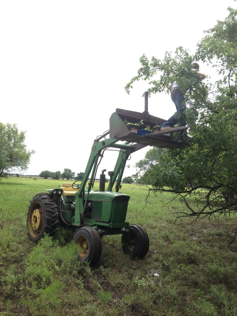 Hedge Apples/Osage Oranges – Thunder Acres